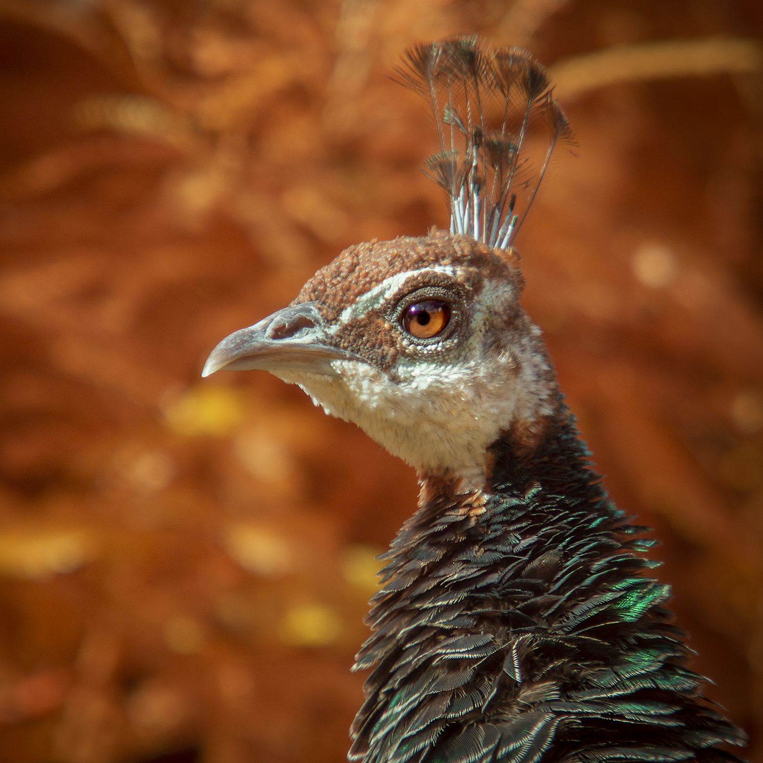 IR_psnz_staglands_079 – A Little Art